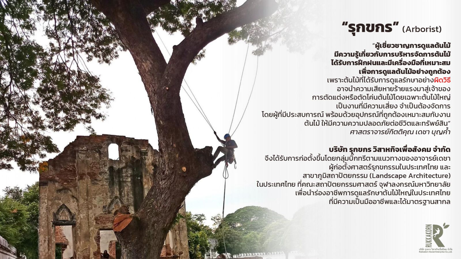 BIGTrees Project : บิ๊กทรี ไม่ใช่เรื่องของต้นไม้ใหญ่ แต่เป็นเรื่องใหญ่ของต้นไม้ รุกขกร - Arborist