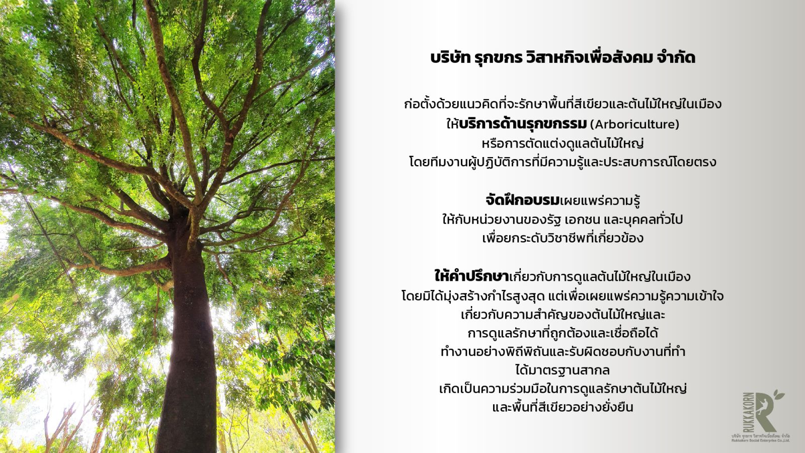 BIGTrees Project : บิ๊กทรี ไม่ใช่เรื่องของต้นไม้ใหญ่ แต่เป็นเรื่องใหญ่ของต้นไม้ รุกขกร - Arborist