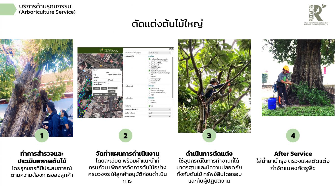 BIGTrees Project : บิ๊กทรี ไม่ใช่เรื่องของต้นไม้ใหญ่ แต่เป็นเรื่องใหญ่ของต้นไม้ รุกขกร - Arborist