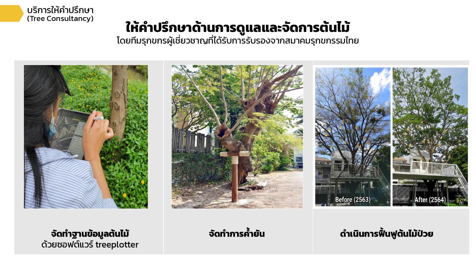 BIGTrees Project : บิ๊กทรี ไม่ใช่เรื่องของต้นไม้ใหญ่ แต่เป็นเรื่องใหญ่ของต้นไม้ รุกขกร - Arborist