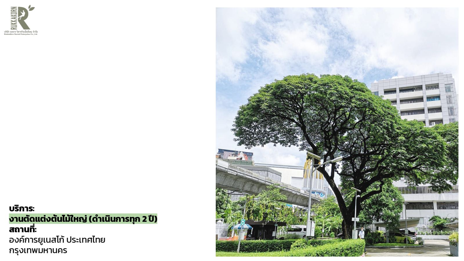 BIGTrees Project : บิ๊กทรี ไม่ใช่เรื่องของต้นไม้ใหญ่ แต่เป็นเรื่องใหญ่ของต้นไม้ รุกขกร - Arborist