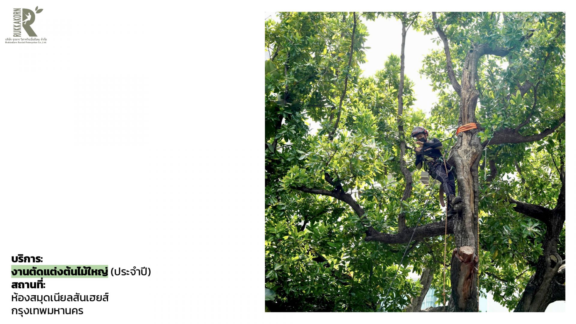 BIGTrees Project : บิ๊กทรี ไม่ใช่เรื่องของต้นไม้ใหญ่ แต่เป็นเรื่องใหญ่ของต้นไม้ รุกขกร - Arborist