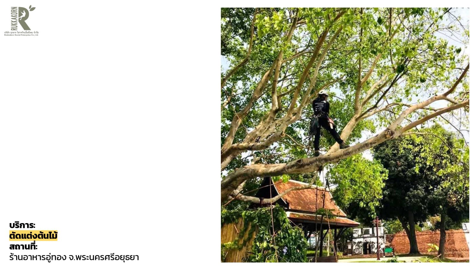 BIGTrees Project : บิ๊กทรี ไม่ใช่เรื่องของต้นไม้ใหญ่ แต่เป็นเรื่องใหญ่ของต้นไม้ รุกขกร - Arborist