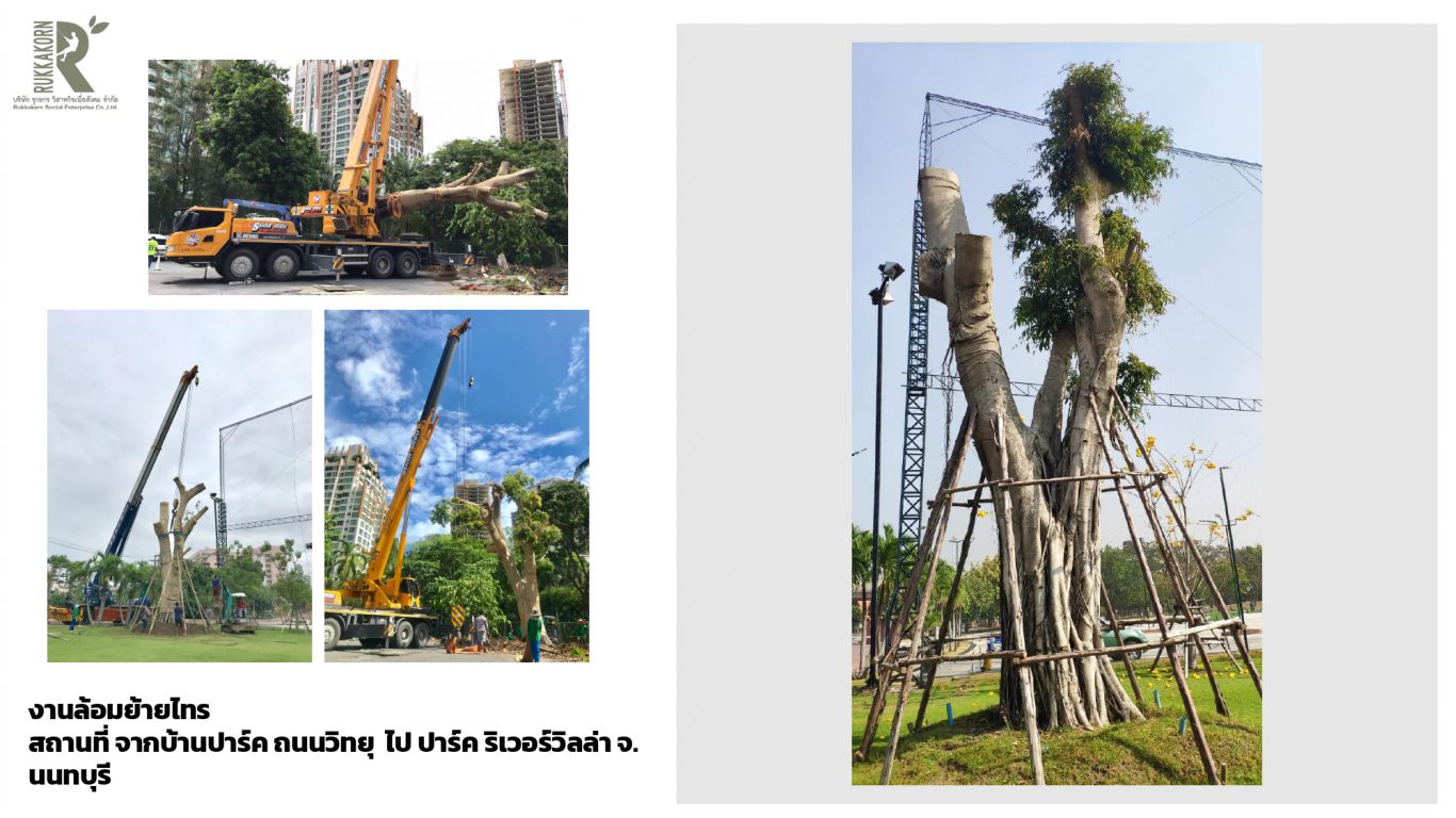 BIGTrees Project : บิ๊กทรี ไม่ใช่เรื่องของต้นไม้ใหญ่ แต่เป็นเรื่องใหญ่ของต้นไม้ รุกขกร - Arborist