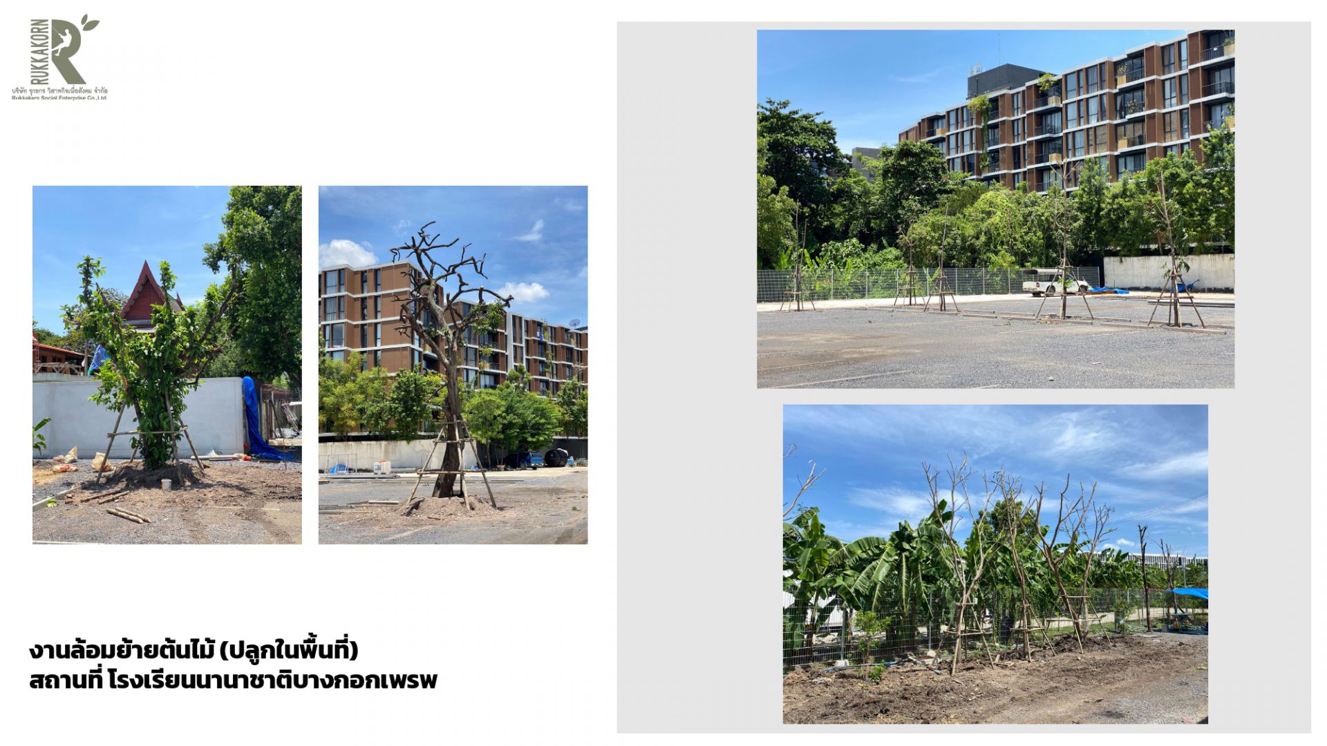 BIGTrees Project : บิ๊กทรี ไม่ใช่เรื่องของต้นไม้ใหญ่ แต่เป็นเรื่องใหญ่ของต้นไม้ รุกขกร - Arborist