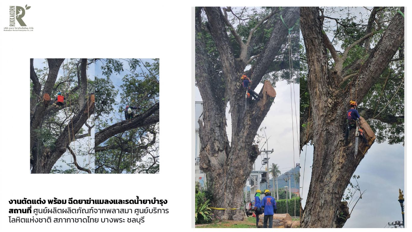 BIGTrees Project : บิ๊กทรี ไม่ใช่เรื่องของต้นไม้ใหญ่ แต่เป็นเรื่องใหญ่ของต้นไม้ รุกขกร - Arborist