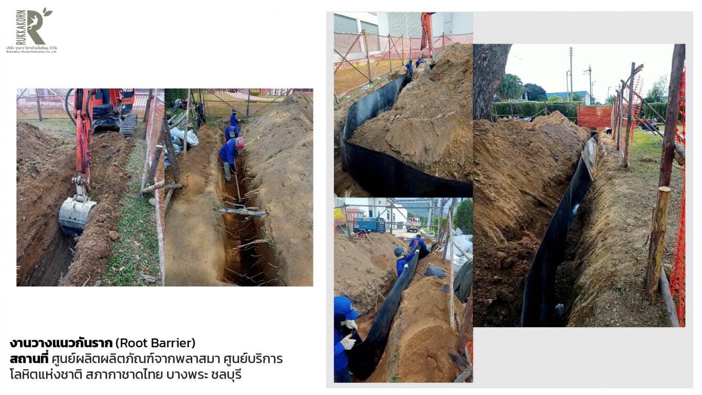 BIGTrees Project : บิ๊กทรี ไม่ใช่เรื่องของต้นไม้ใหญ่ แต่เป็นเรื่องใหญ่ของต้นไม้ รุกขกร - Arborist