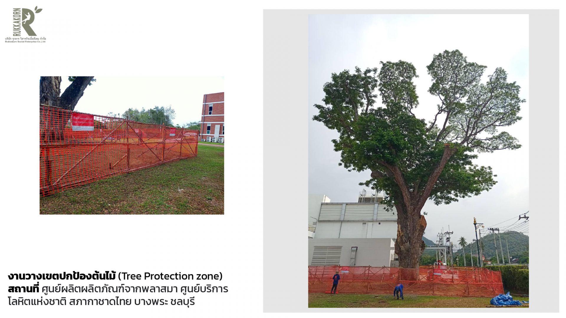 BIGTrees Project : บิ๊กทรี ไม่ใช่เรื่องของต้นไม้ใหญ่ แต่เป็นเรื่องใหญ่ของต้นไม้ รุกขกร - Arborist