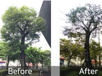 BIGTrees Project : บิ๊กทรี ไม่ใช่เรื่องของต้นไม้ใหญ่ แต่เป็นเรื่องใหญ่ของต้นไม้ รุกขกร - Before ...