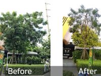 BIGTrees Project : บิ๊กทรี ไม่ใช่เรื่องของต้นไม้ใหญ่ แต่เป็นเรื่องใหญ่ของต้นไม้ รุกขกร - Before ...