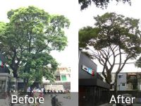 BIGTrees Project : บิ๊กทรี ไม่ใช่เรื่องของต้นไม้ใหญ่ แต่เป็นเรื่องใหญ่ของต้นไม้ รุกขกร - Before ...