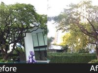 BIGTrees Project : บิ๊กทรี ไม่ใช่เรื่องของต้นไม้ใหญ่ แต่เป็นเรื่องใหญ่ของต้นไม้ รุกขกร - Before ...