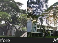 BIGTrees Project : บิ๊กทรี ไม่ใช่เรื่องของต้นไม้ใหญ่ แต่เป็นเรื่องใหญ่ของต้นไม้ รุกขกร - Before ...