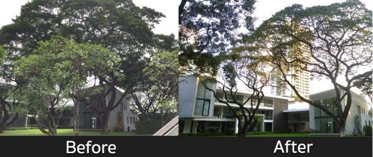 BIGTrees Project : บิ๊กทรี ไม่ใช่เรื่องของต้นไม้ใหญ่ แต่เป็นเรื่องใหญ่ของต้นไม้ รุกขกร - Before ...