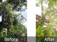 BIGTrees Project : บิ๊กทรี ไม่ใช่เรื่องของต้นไม้ใหญ่ แต่เป็นเรื่องใหญ่ของต้นไม้ รุกขกร - Before ...