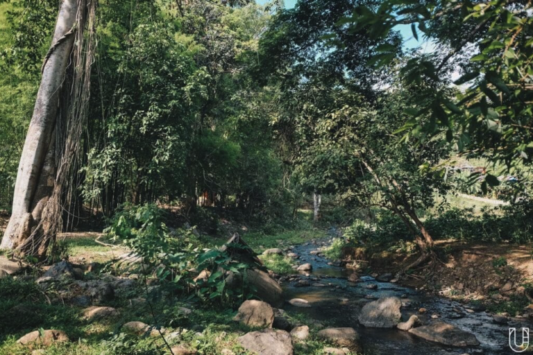 BIGTrees Project : บิ๊กทรี ไม่ใช่เรื่องของต้นไม้ใหญ่ แต่เป็นเรื่องใหญ่ของต้นไม้ รุกขกร - หน้าแรก