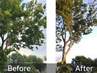 BIGTrees Project : บิ๊กทรี ไม่ใช่เรื่องของต้นไม้ใหญ่ แต่เป็นเรื่องใหญ่ของต้นไม้ รุกขกร - Before ...