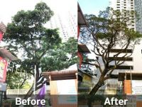 BIGTrees Project : บิ๊กทรี ไม่ใช่เรื่องของต้นไม้ใหญ่ แต่เป็นเรื่องใหญ่ของต้นไม้ รุกขกร - Before ...