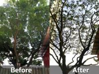 BIGTrees Project : บิ๊กทรี ไม่ใช่เรื่องของต้นไม้ใหญ่ แต่เป็นเรื่องใหญ่ของต้นไม้ รุกขกร - Before ...