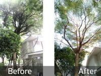 BIGTrees Project : บิ๊กทรี ไม่ใช่เรื่องของต้นไม้ใหญ่ แต่เป็นเรื่องใหญ่ของต้นไม้ รุกขกร - Before ...