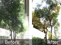 BIGTrees Project : บิ๊กทรี ไม่ใช่เรื่องของต้นไม้ใหญ่ แต่เป็นเรื่องใหญ่ของต้นไม้ รุกขกร - Before ...