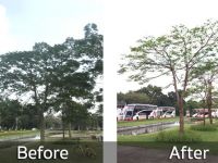 BIGTrees Project : บิ๊กทรี ไม่ใช่เรื่องของต้นไม้ใหญ่ แต่เป็นเรื่องใหญ่ของต้นไม้ รุกขกร - Before ...