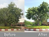 BIGTrees Project : บิ๊กทรี ไม่ใช่เรื่องของต้นไม้ใหญ่ แต่เป็นเรื่องใหญ่ของต้นไม้ รุกขกร - Before ...